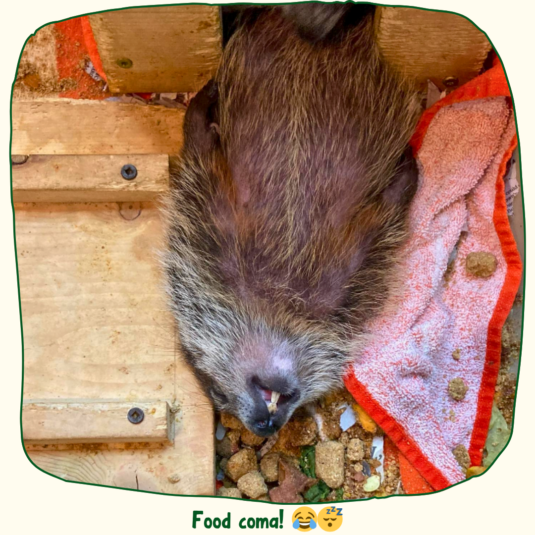 Critter Corner: Hog Wild - Rockfish Wildlife Sanctuary Blog