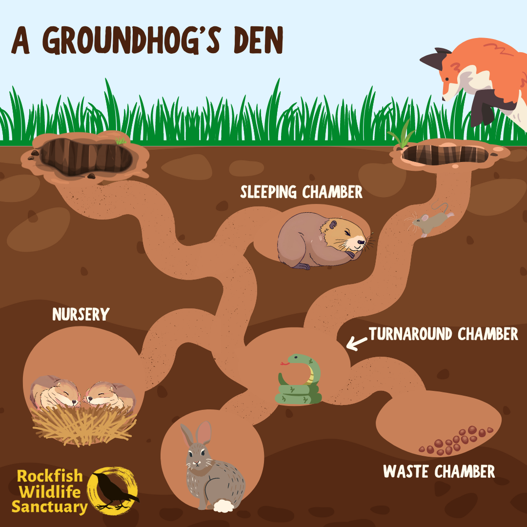 Critter Corner: Hog Wild - Rockfish Wildlife Sanctuary Blog