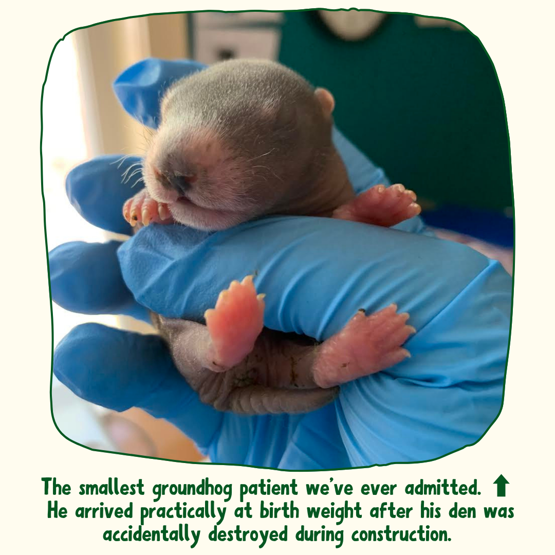 Critter Corner: Hog Wild - Rockfish Wildlife Sanctuary Blog