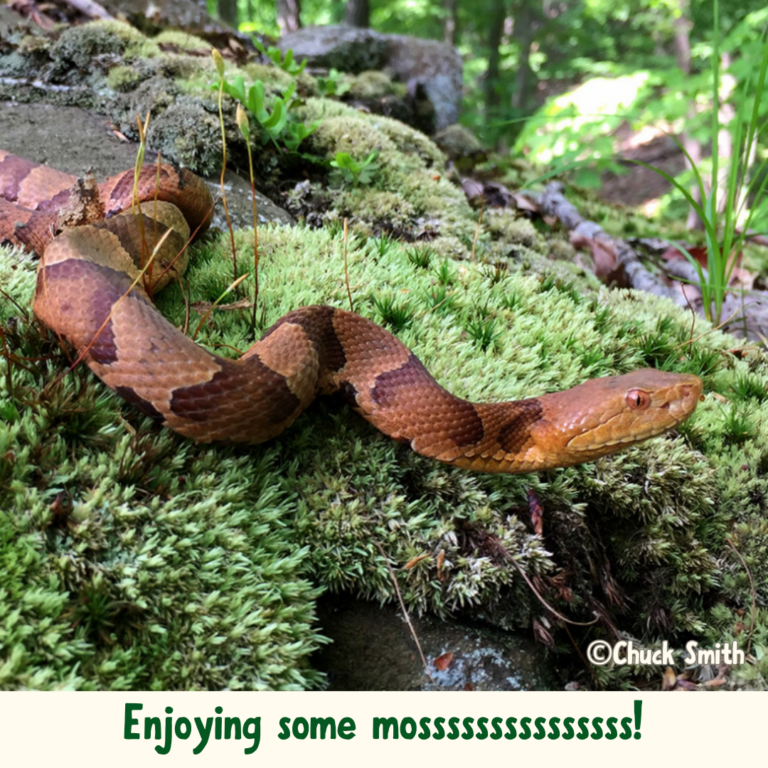 Critter Corner: It's Ssssssummer! - Rockfish Wildlife Sanctuary Blog