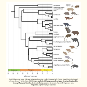 Critter Corner: National Opossum Day - Rockfish Wildlife Sanctuary Blog