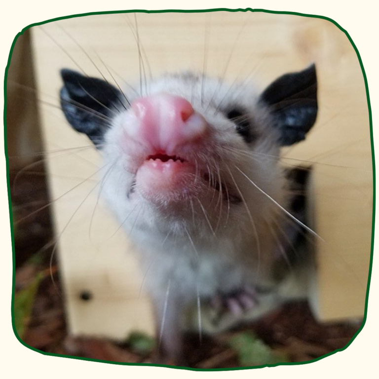 Critter Corner: National Opossum Day - Rockfish Wildlife Sanctuary Blog