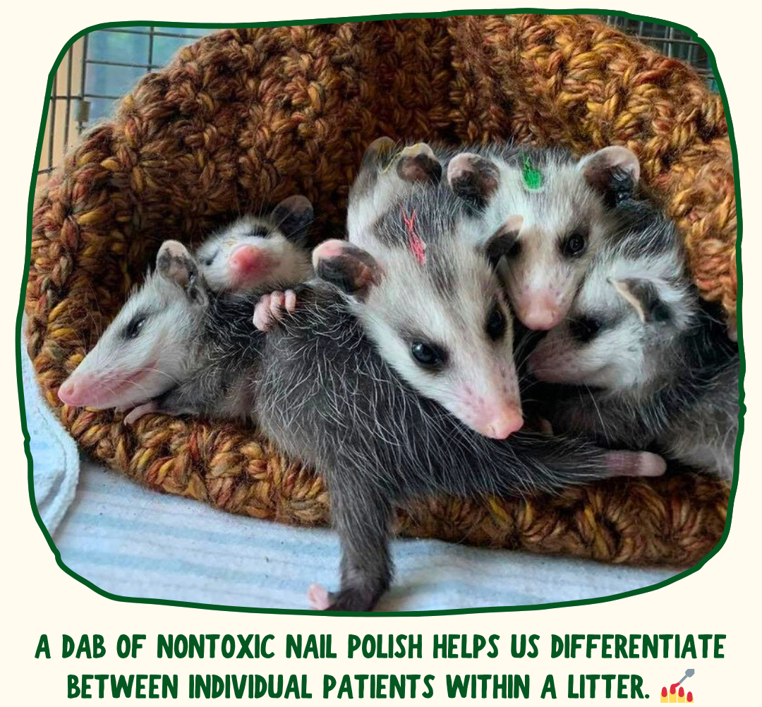 Critter Corner: National Opossum Day - Rockfish Wildlife Sanctuary Blog