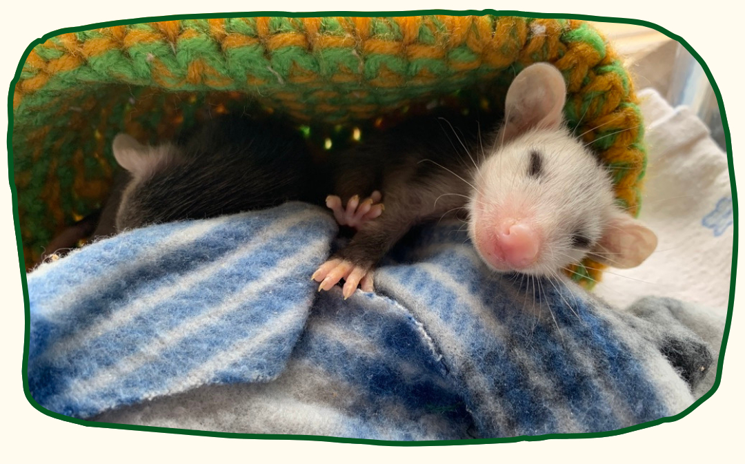 Critter Corner: National Opossum Day - Rockfish Wildlife Sanctuary Blog