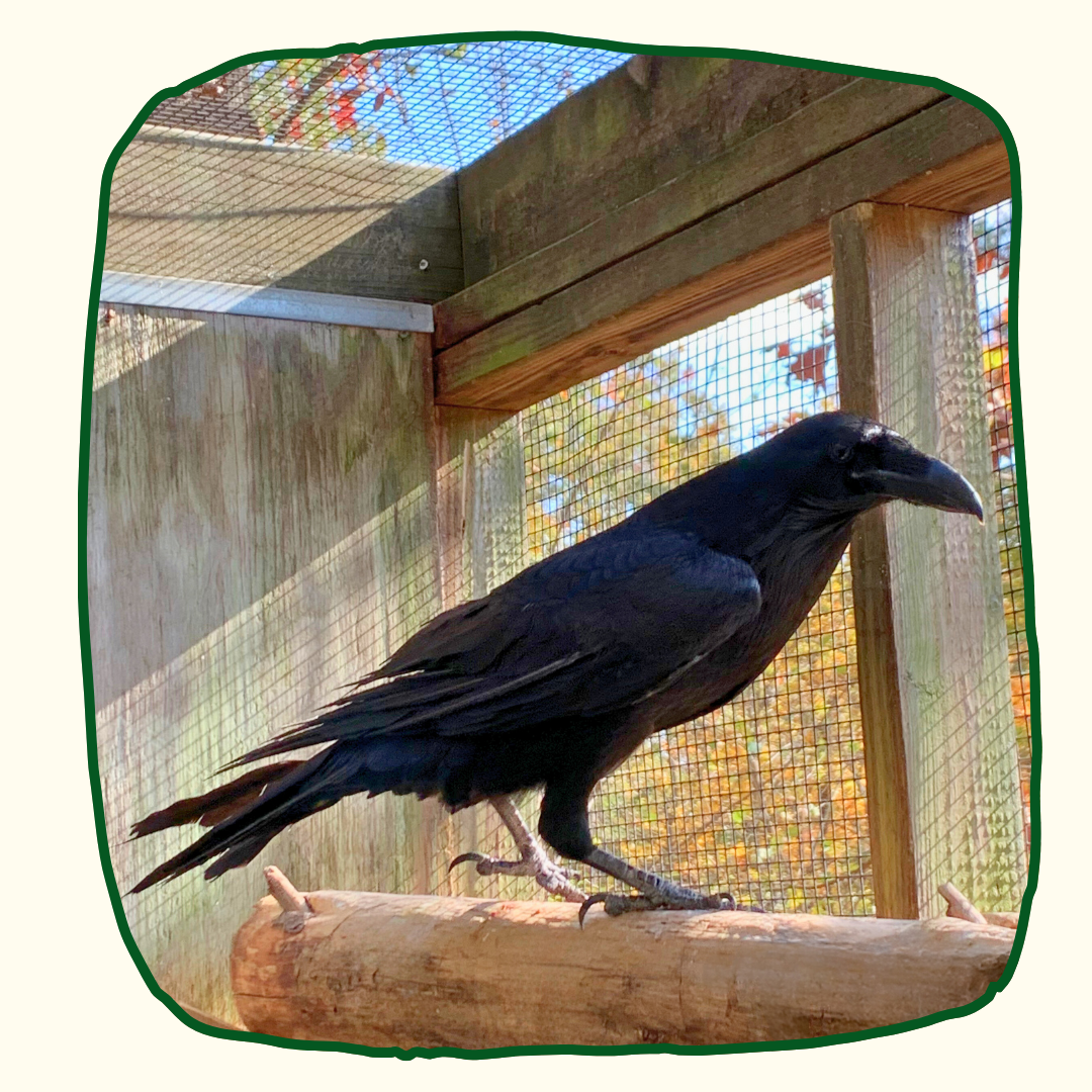 Patient of the Month: Quoth The Raven - Rockfish Wildlife Sanctuary Blog