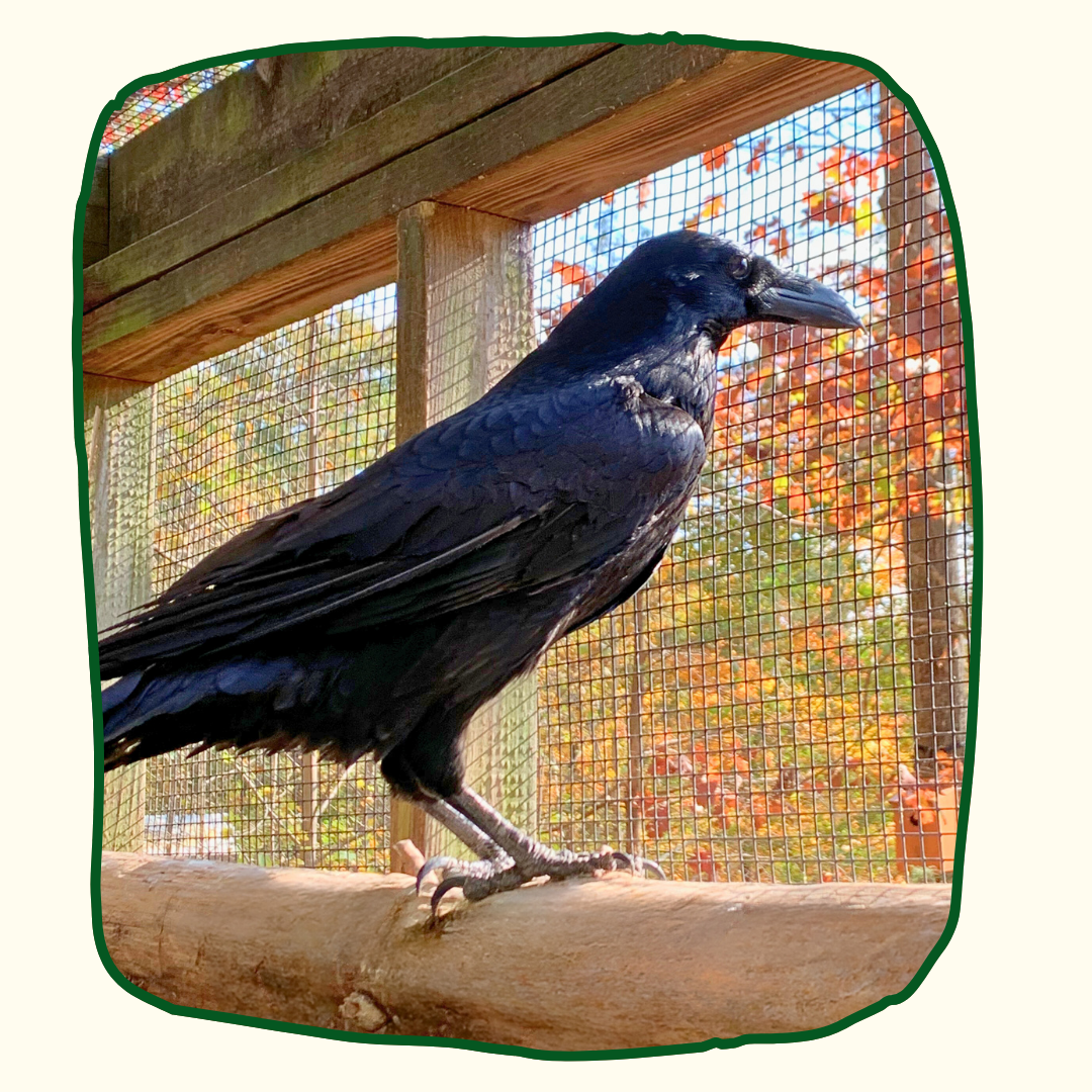 Patient of the Month: Quoth The Raven - Rockfish Wildlife Sanctuary Blog