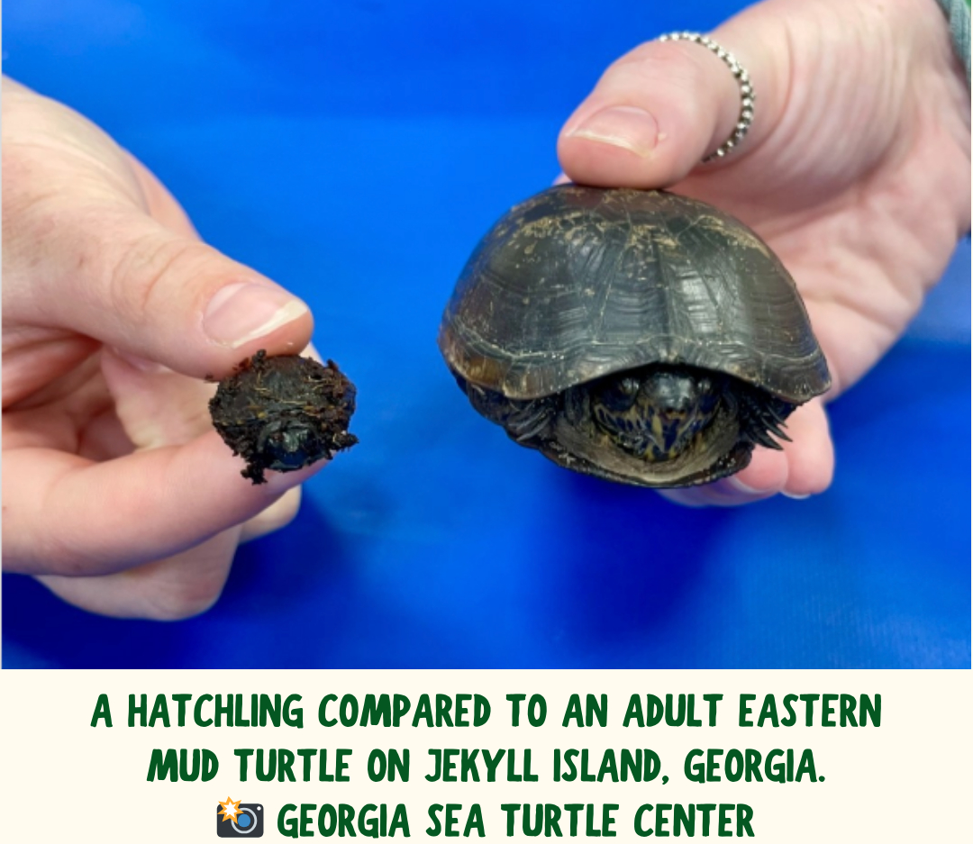 Eastern Mud Turtle Rescue - Rockfish Wildlife Sanctuary