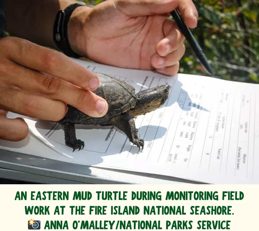 Eastern Mud Turtle Rescue - Rockfish Wildlife Sanctuary