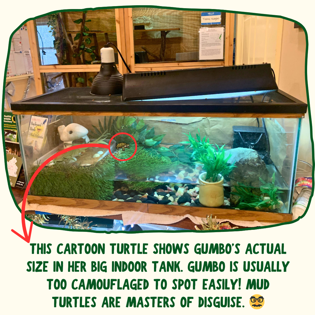 Eastern Mud Turtle Rescue - Rockfish Wildlife Sanctuary