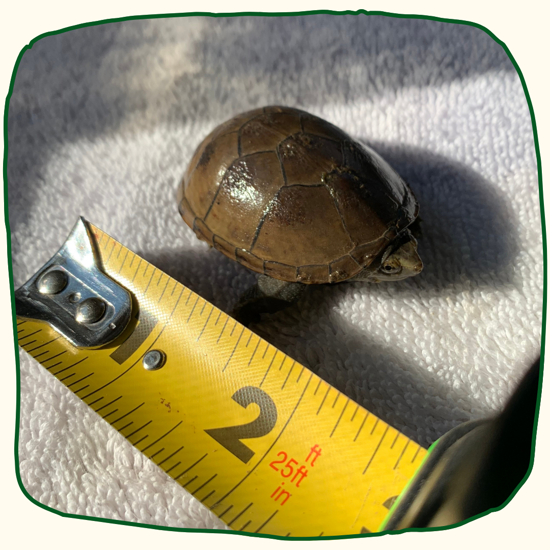 Eastern Mud Turtle Rescue - Rockfish Wildlife Sanctuary