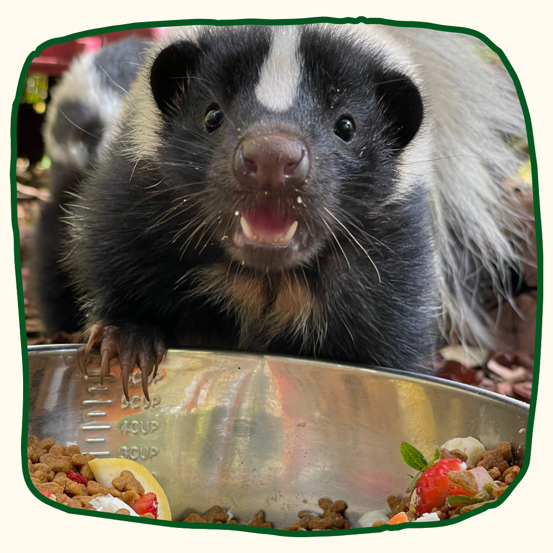 Critter Corner: Love is in the air! - Rockfish Wildlife Sanctuary Blog