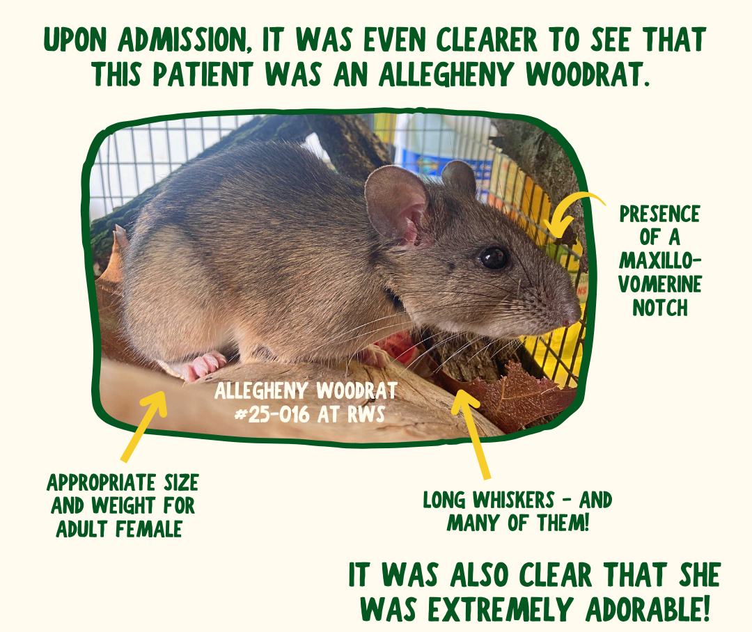 Critter Corner: The delightful Allegheny Woodrat! - RWS Blog
