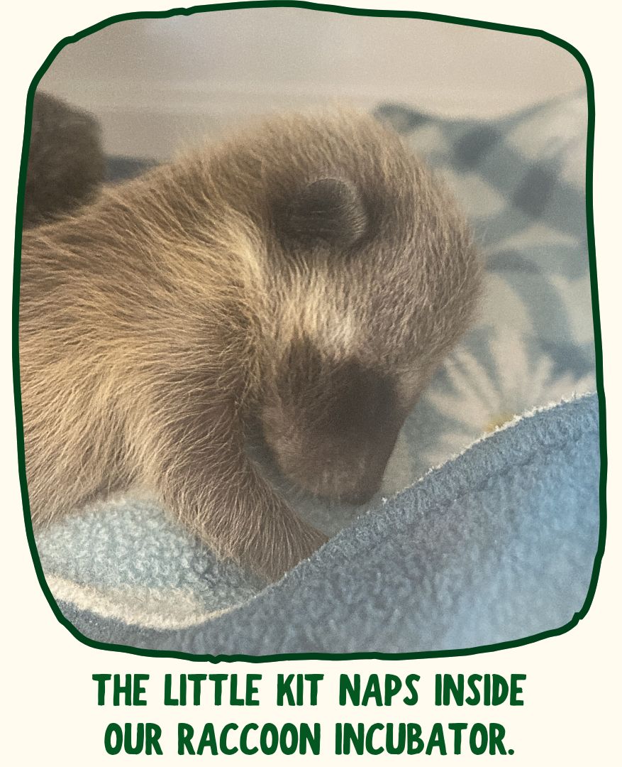 Patient of the Month: First Raccoon Kit of the Year! - Rockfish ...