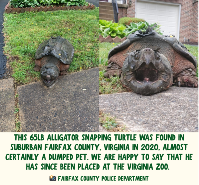 Snapping Turtles: A Misunderstood Dinosaur! ⎹ Critter Corner - Rockfish ...