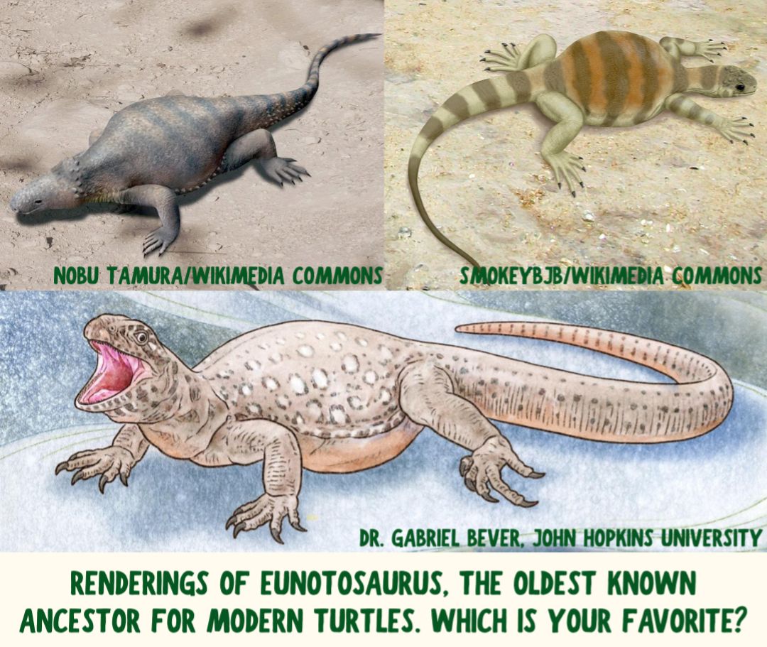 Snapping Turtles: A Misunderstood Dinosaur! ⎹ Critter Corner - Rockfish ...