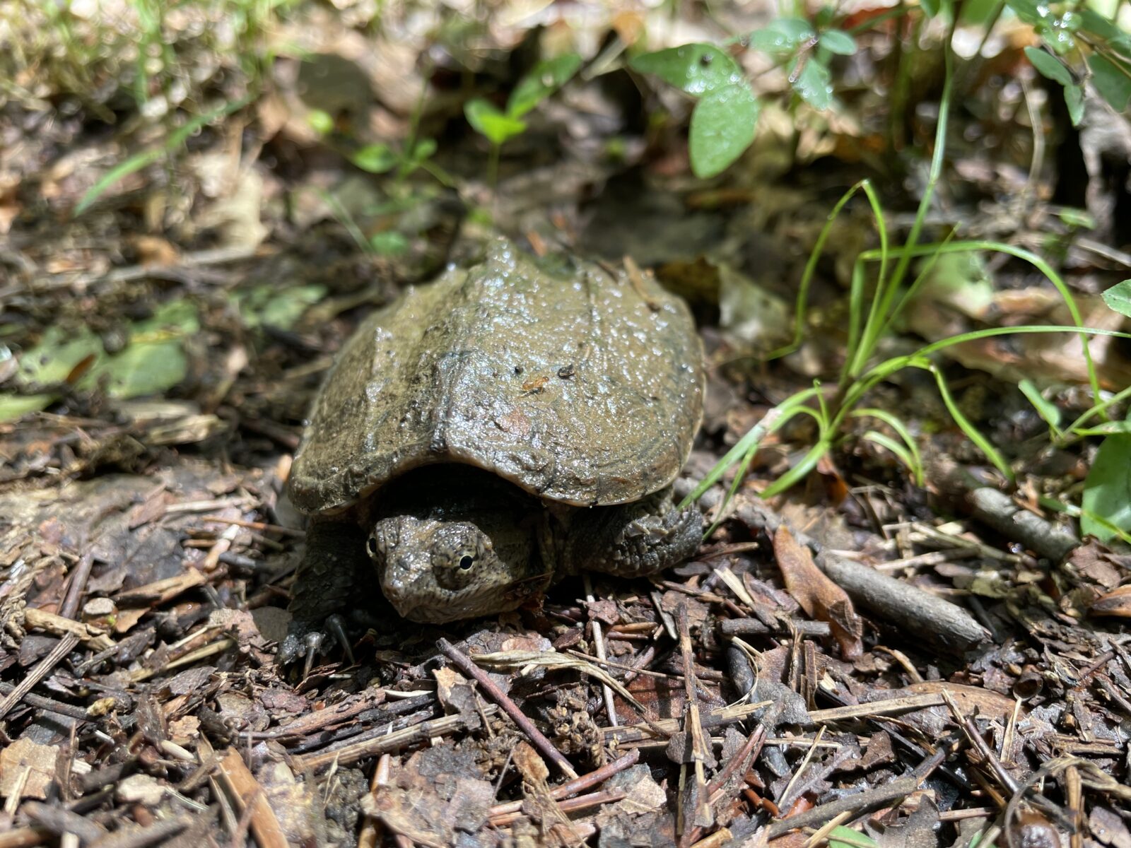 Snapping Turtles: A Misunderstood Dinosaur! ⎹ Critter Corner - Rockfish ...