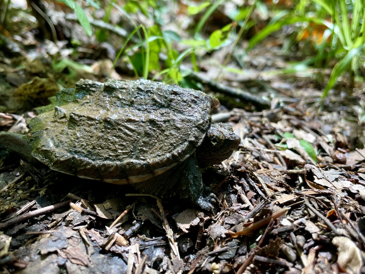 Snapping Turtles: A Misunderstood Dinosaur! ⎹ Critter Corner - Rockfish ...