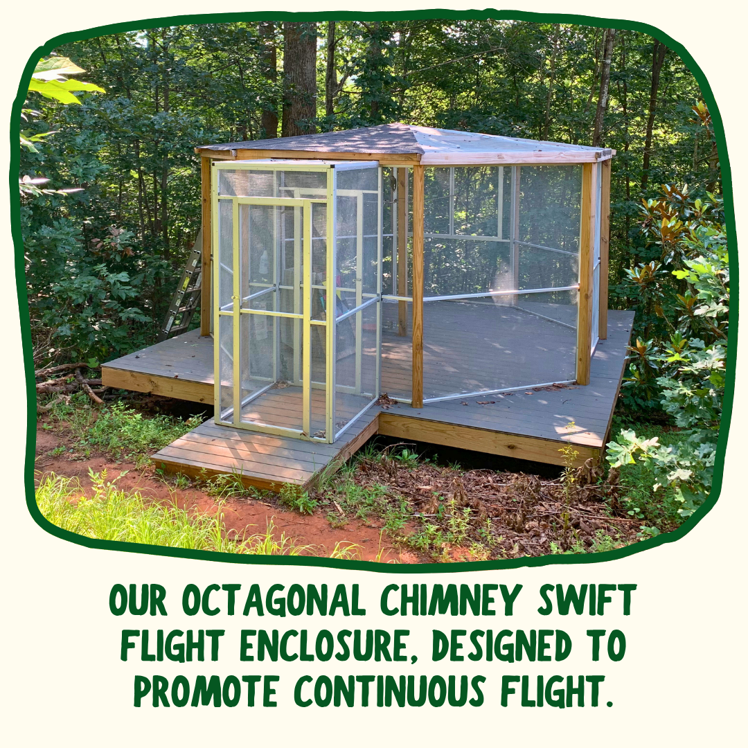 Chimney Swifts, or Rock & Roll Dinosaurs? ⎹ Critter Corner - Rockfish ...