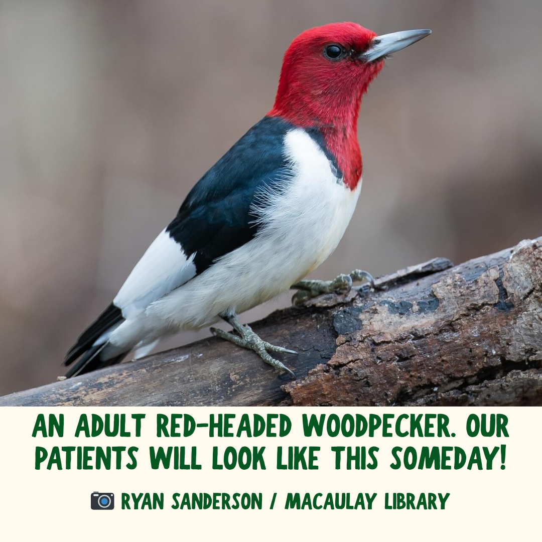 Red-headed Woodpeckers...struck by lightning!? ⎸ Patient of the Month ...