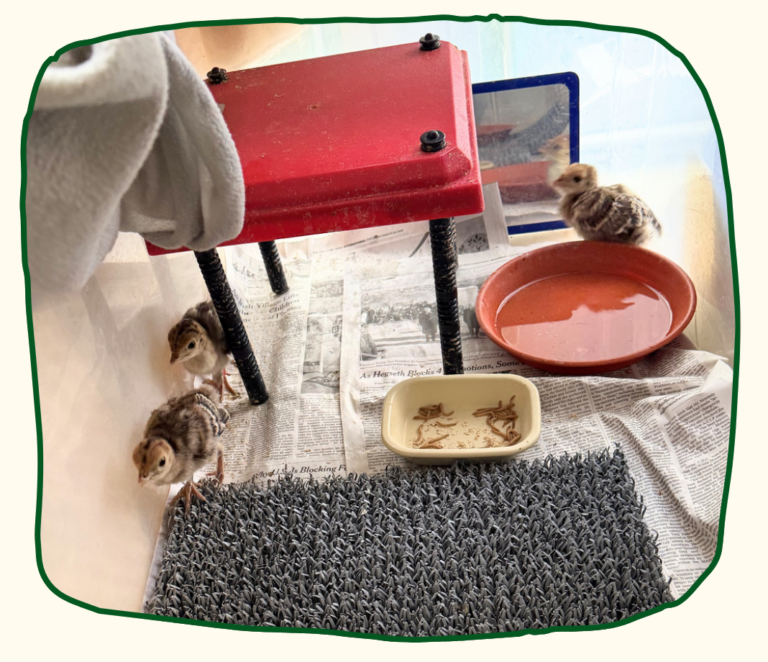 Have you ever seen baby Wild Turkeys? - Rockfish Wildlife Sanctuary Blog